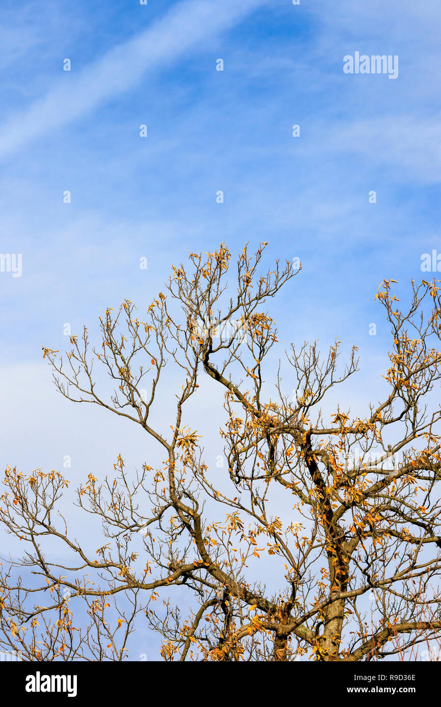 Autumn scene. Dead leaves clinging to tree branches against blue and ...