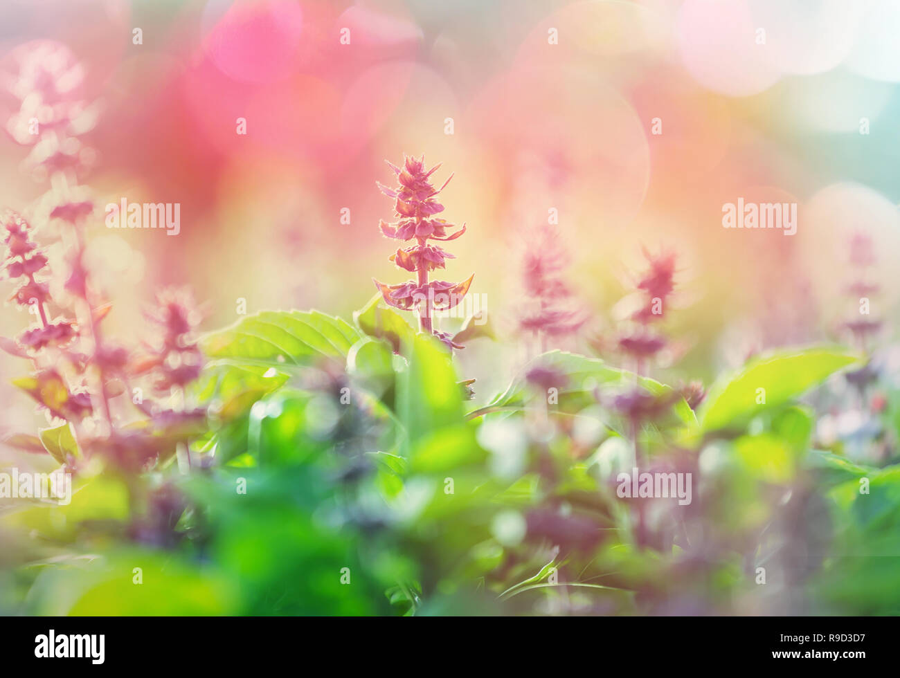 mint flowers in garden Stock Photo - Alamy