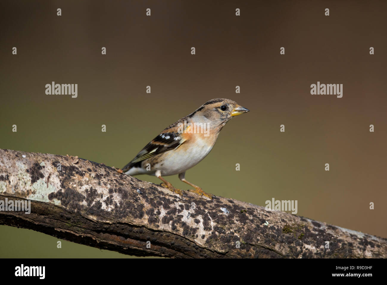 Female brambling hi-res stock photography and images - Alamy