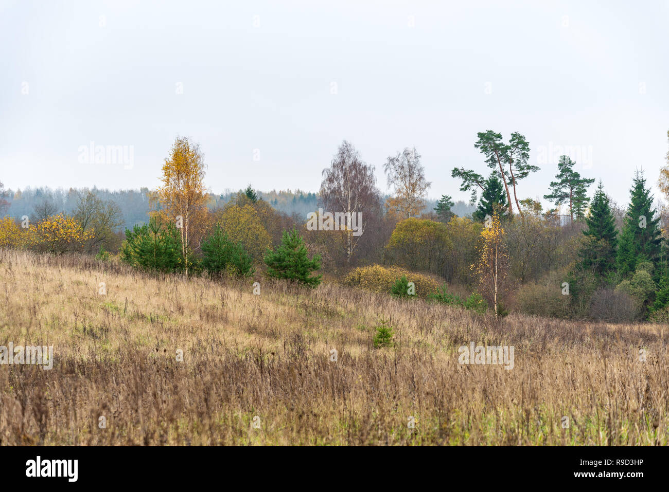 empty countryside landscape in autumn with fields and meadows and rare ...