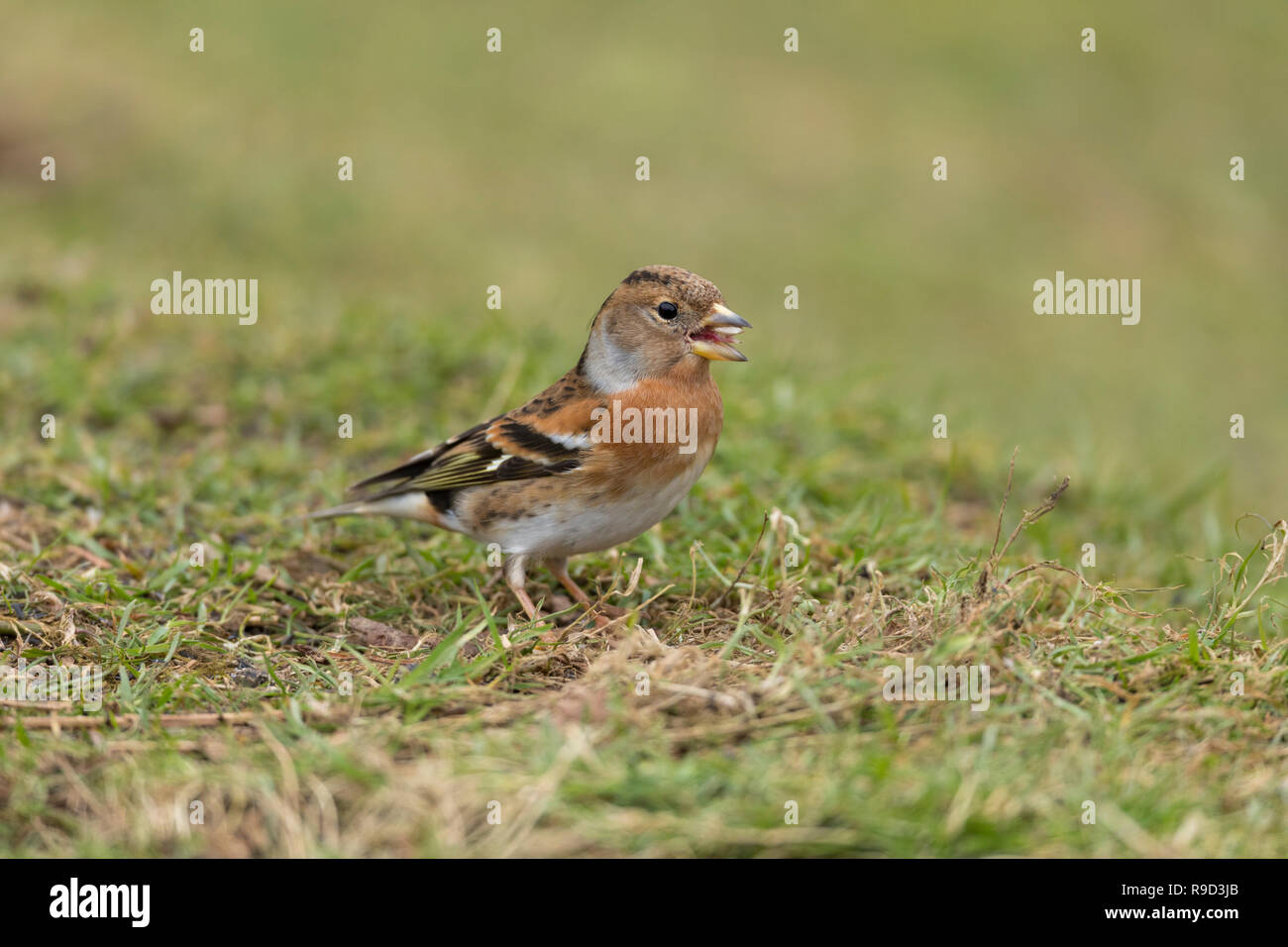 Female brambling hi-res stock photography and images - Alamy