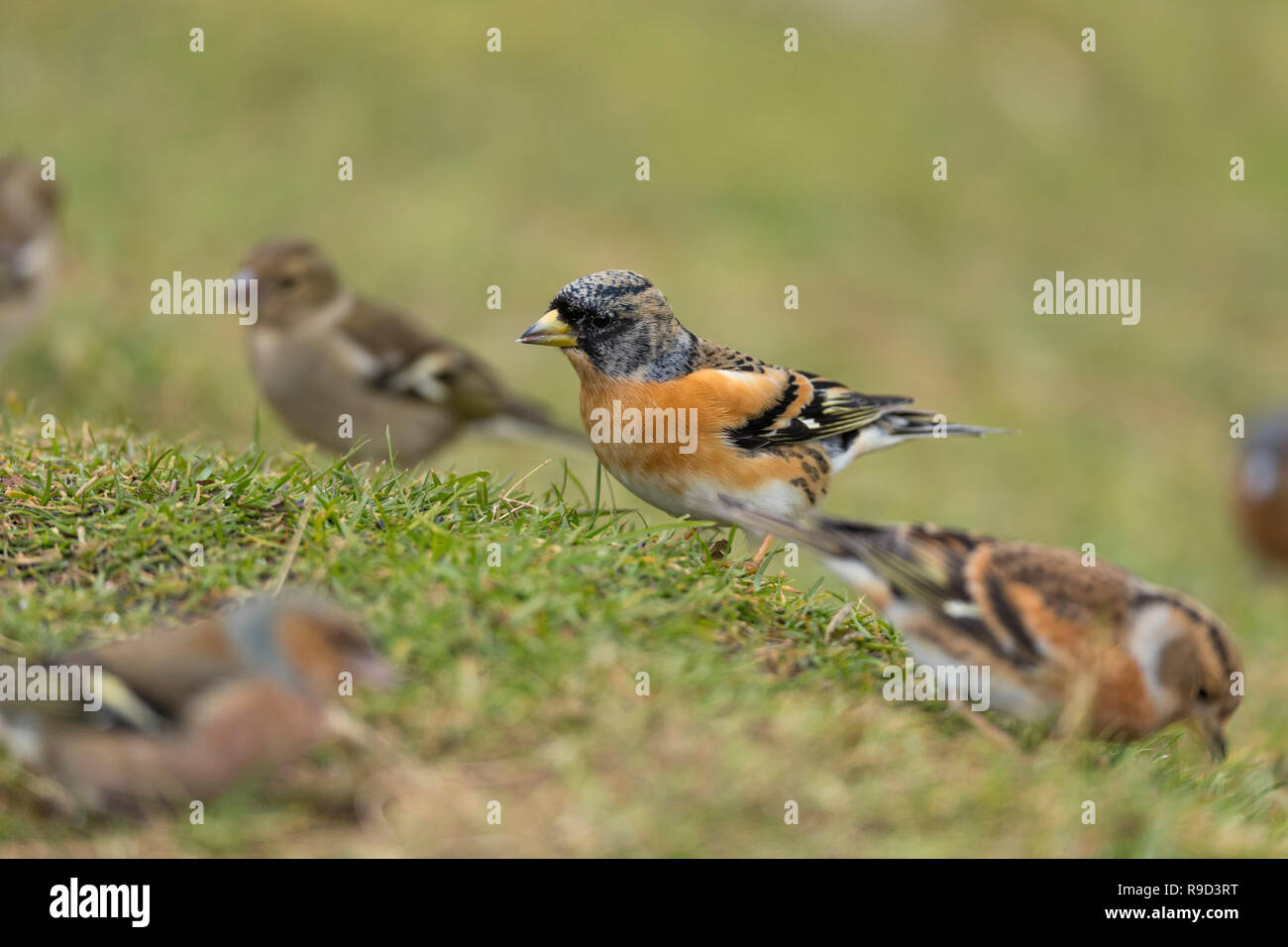Finches hi-res stock photography and images - Alamy