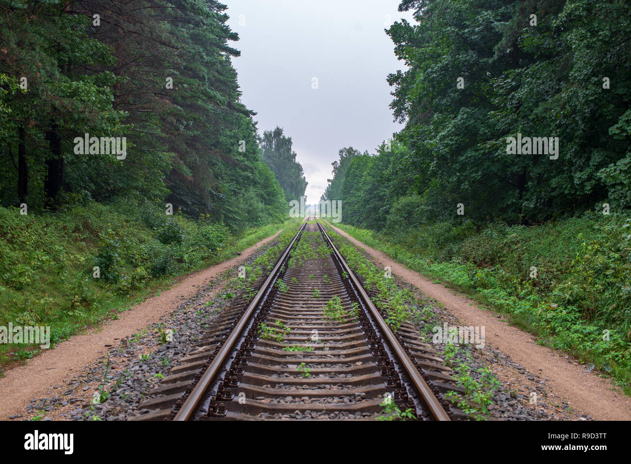 railroad tracks in misty forest with green foliage and perspective ...