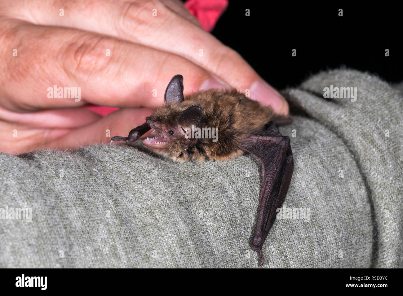Brandts bat hi-res stock photography and images - Alamy