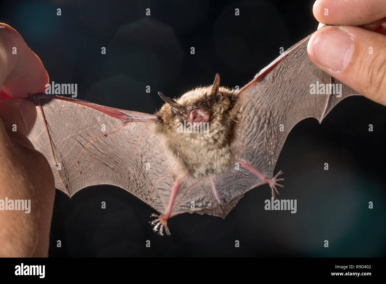 Handler hi-res stock photography and images - Alamy