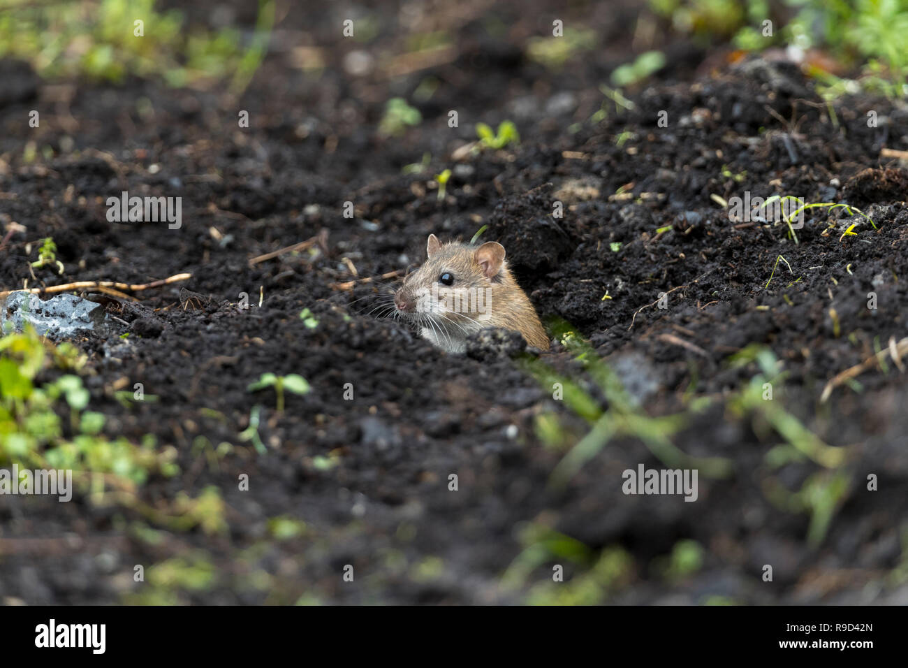 Brown Rat; Rattus norvegicus Single in Soil Cornwall; UK Stock Photo ...