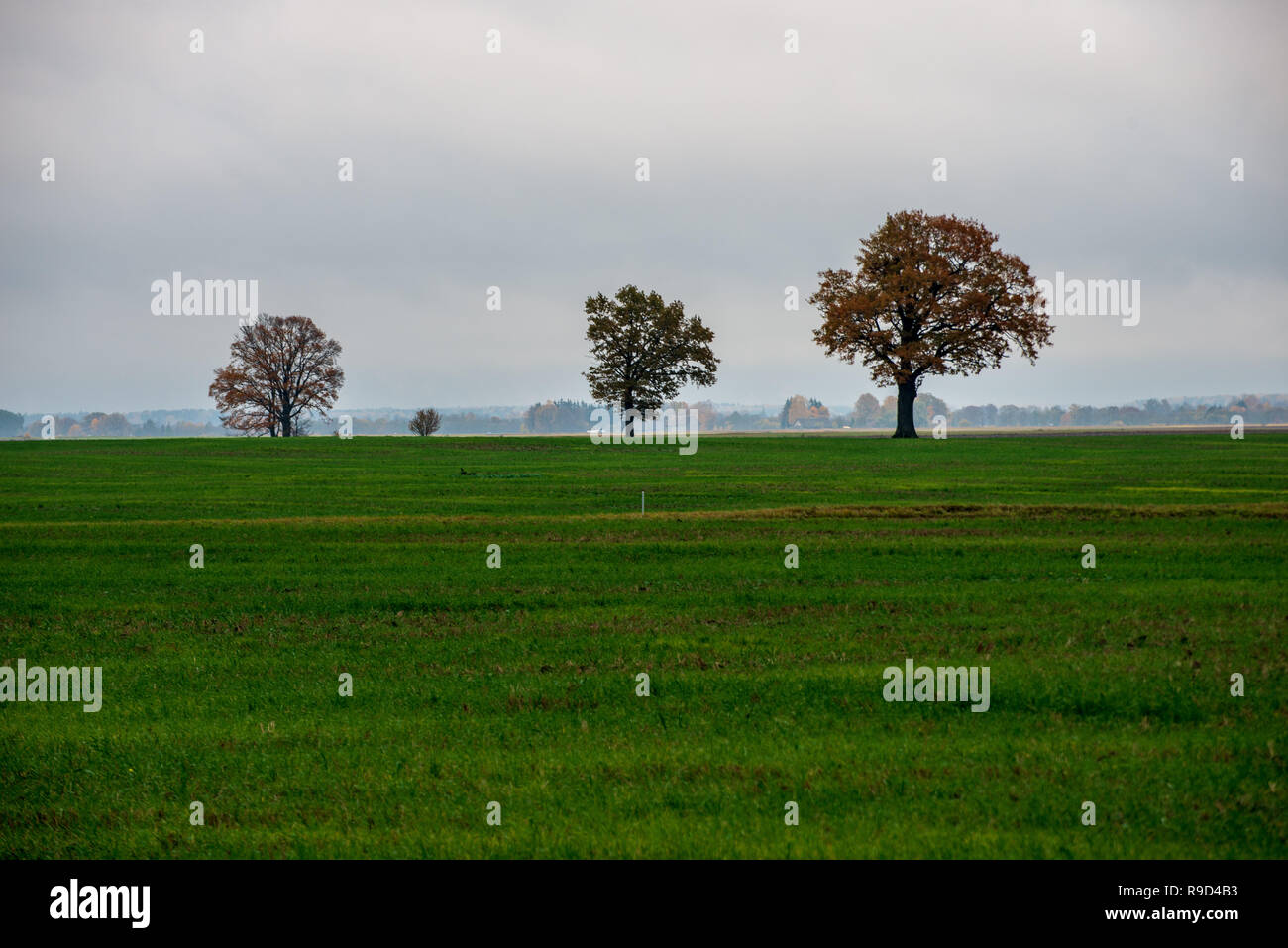 empty countryside landscape in autumn with fields and meadows and rare ...
