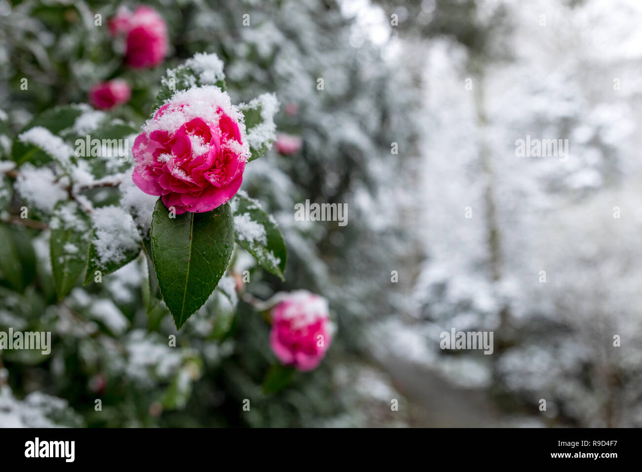 Snow Camellia High Resolution Stock Photography and Images - Alamy