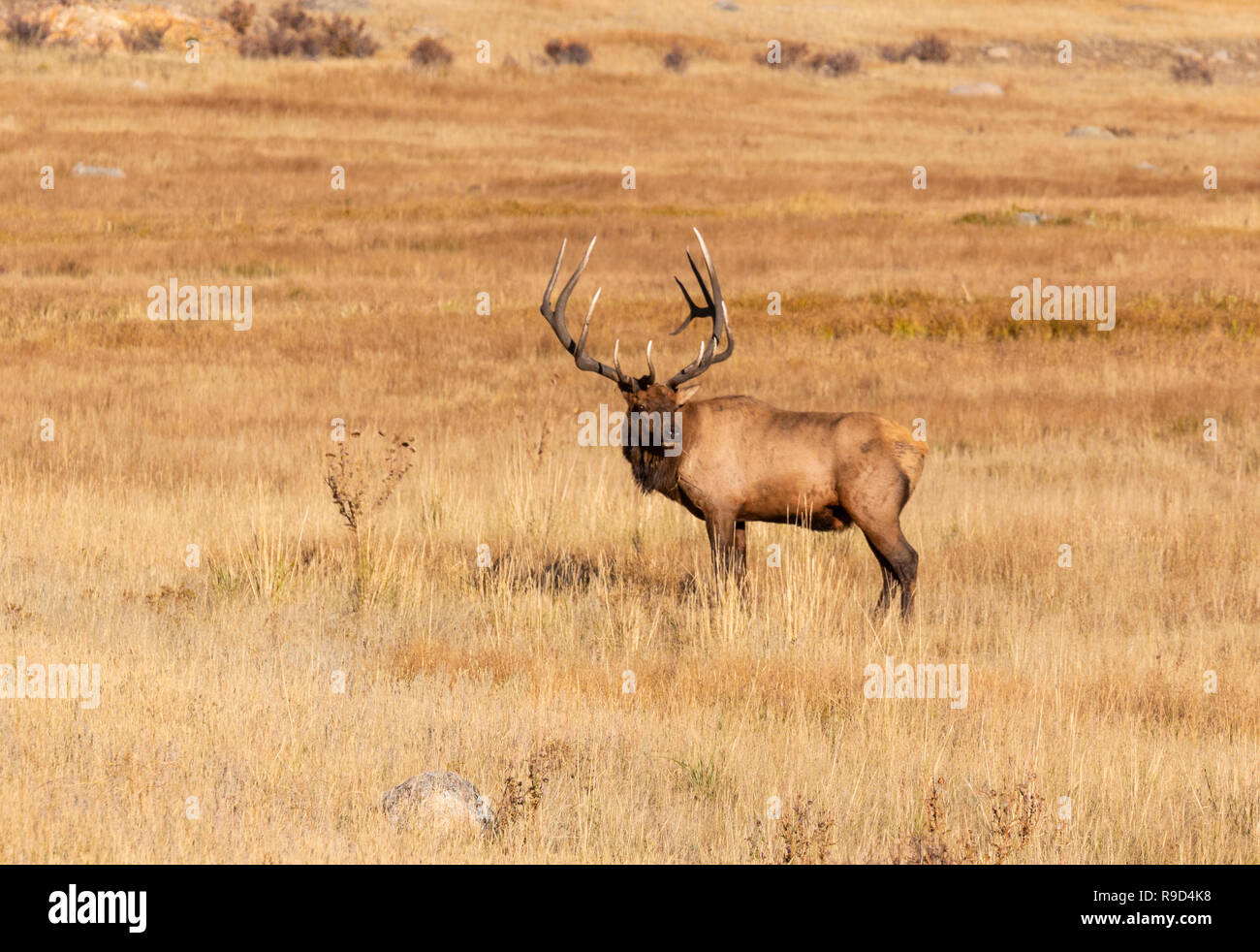 Colorado Rocky Mountain Elk Stock Photo - Alamy
