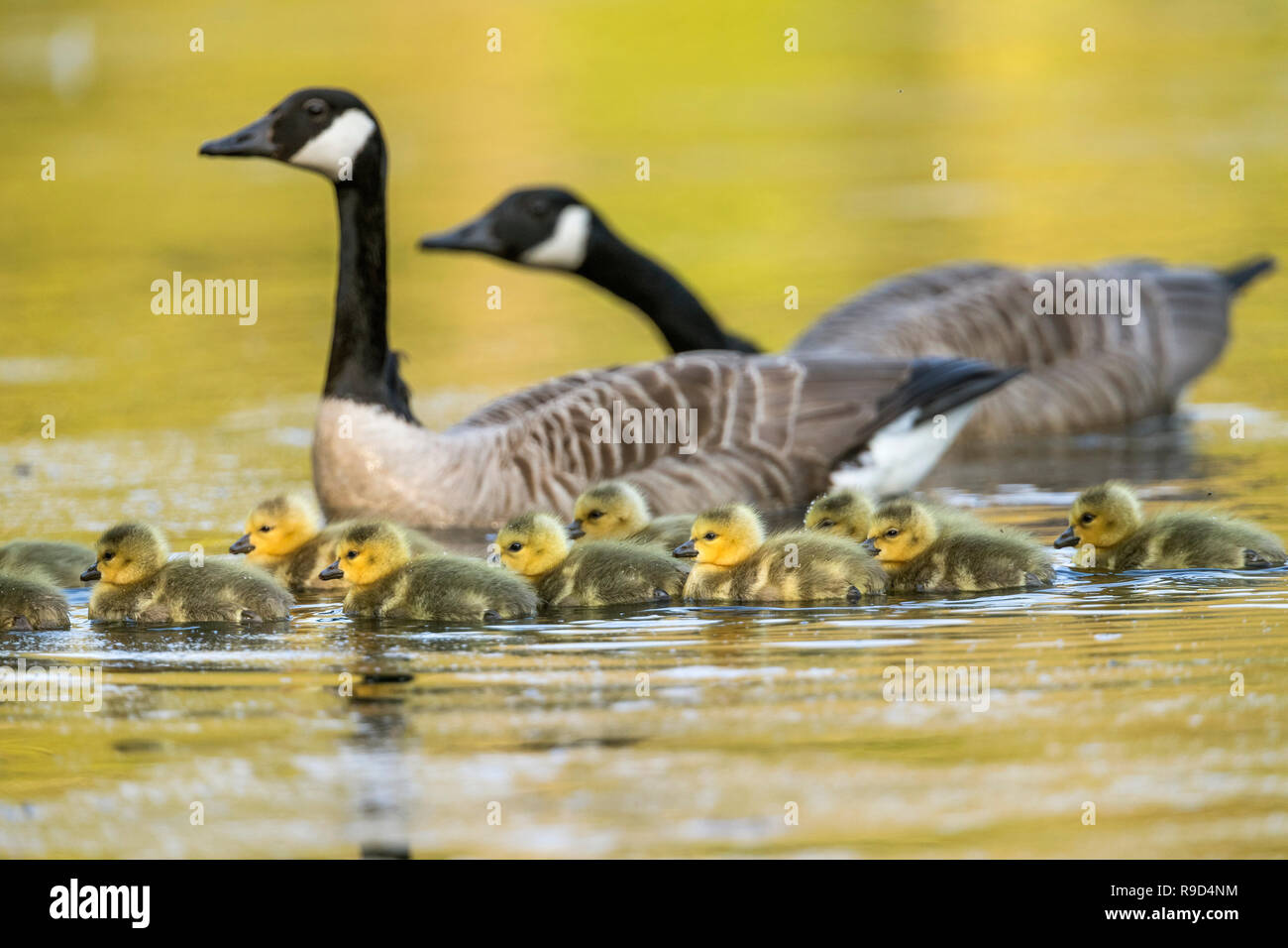 Canada goose branta canadensis two adults hi-res stock photography and ...