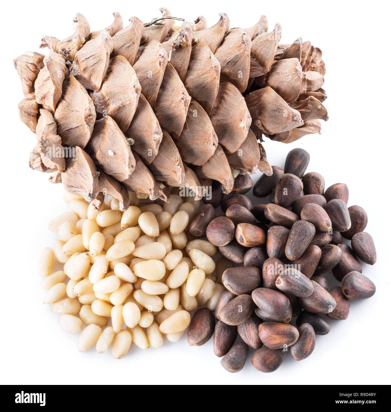 Pine nut cone hi-res stock photography and images - Alamy