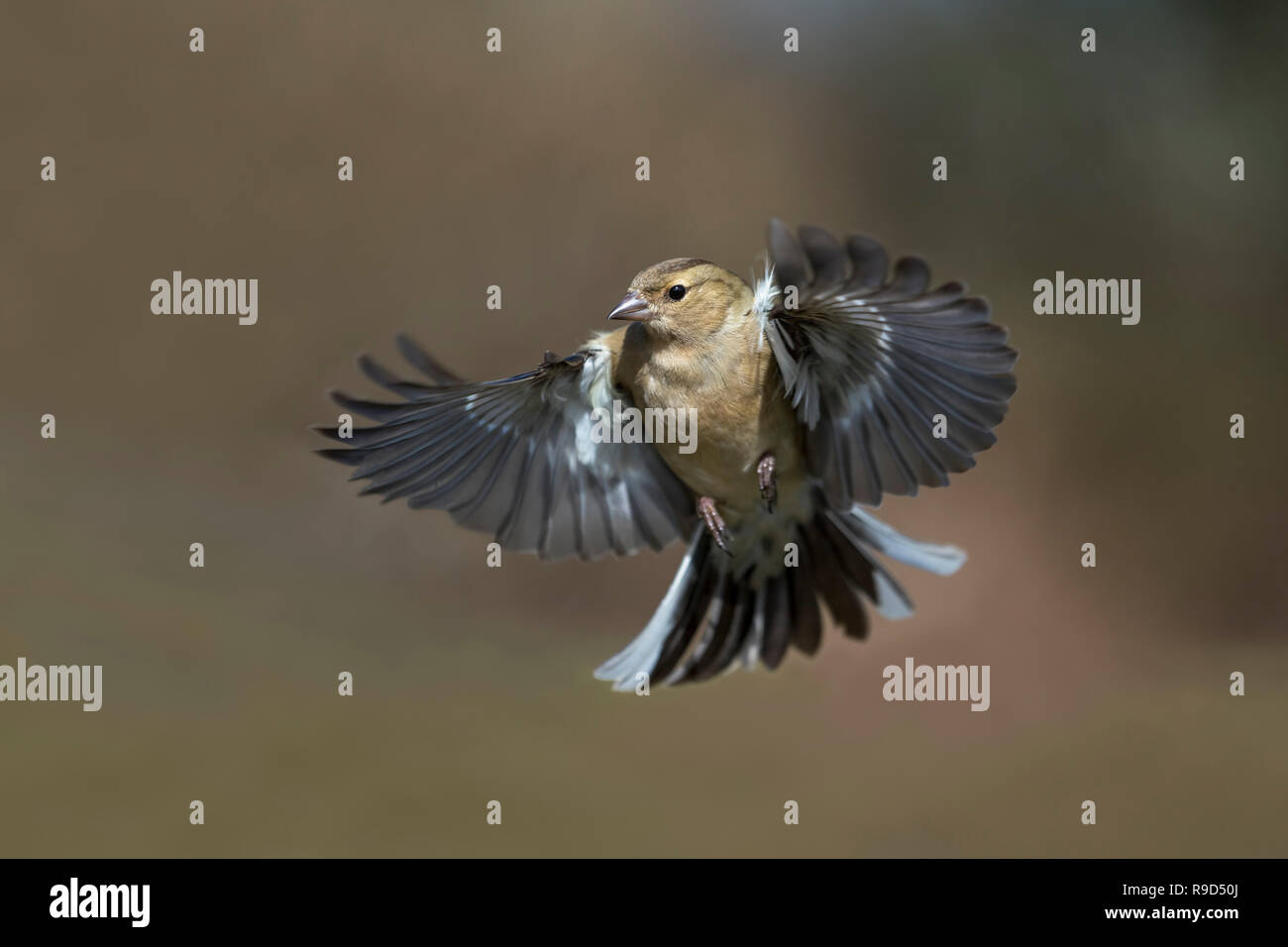 Chaffinch flying hi-res stock photography and images - Alamy
