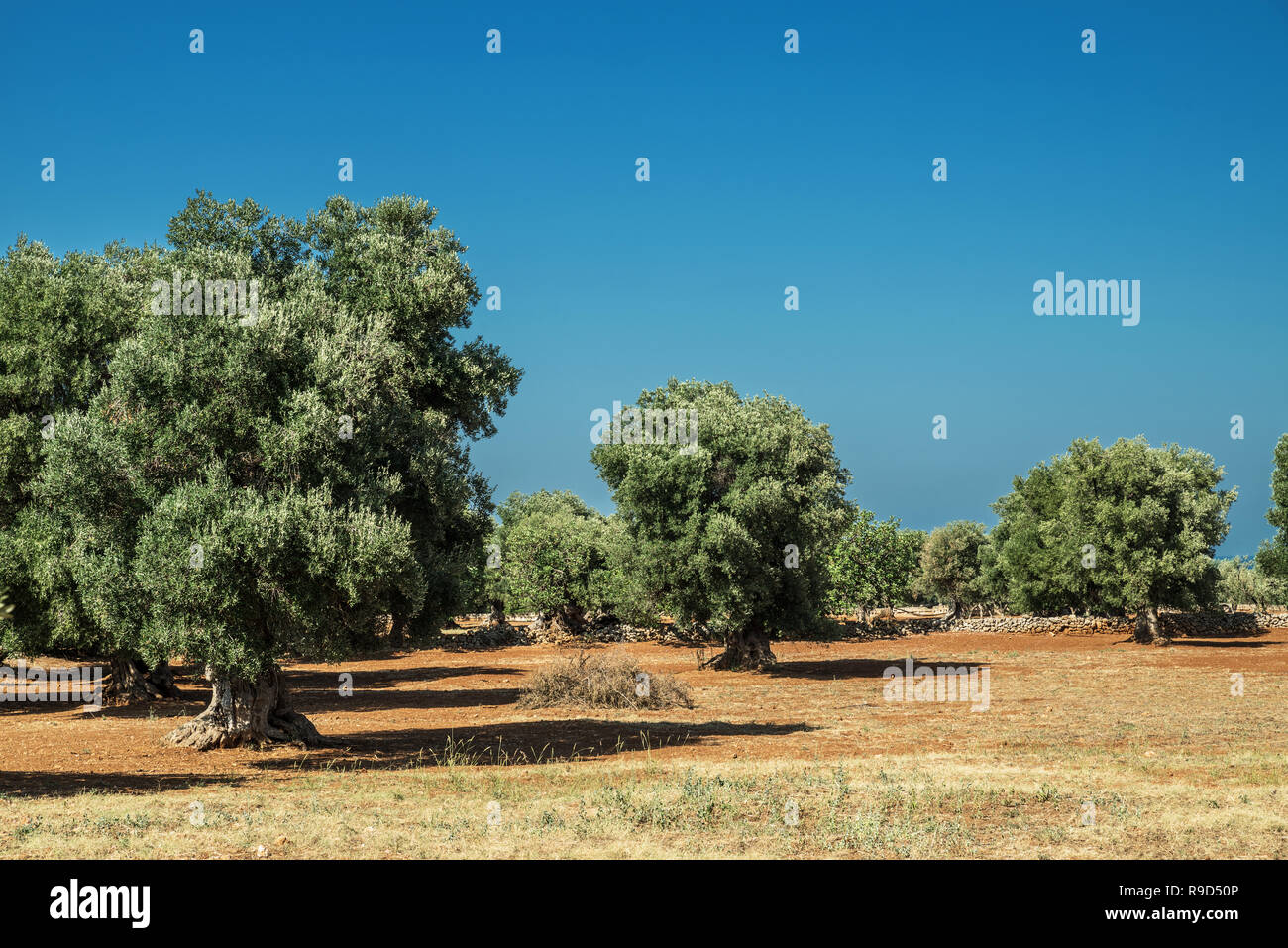 Beautiful mediterranean landscape. Red soil and olive trees Stock Photo ...