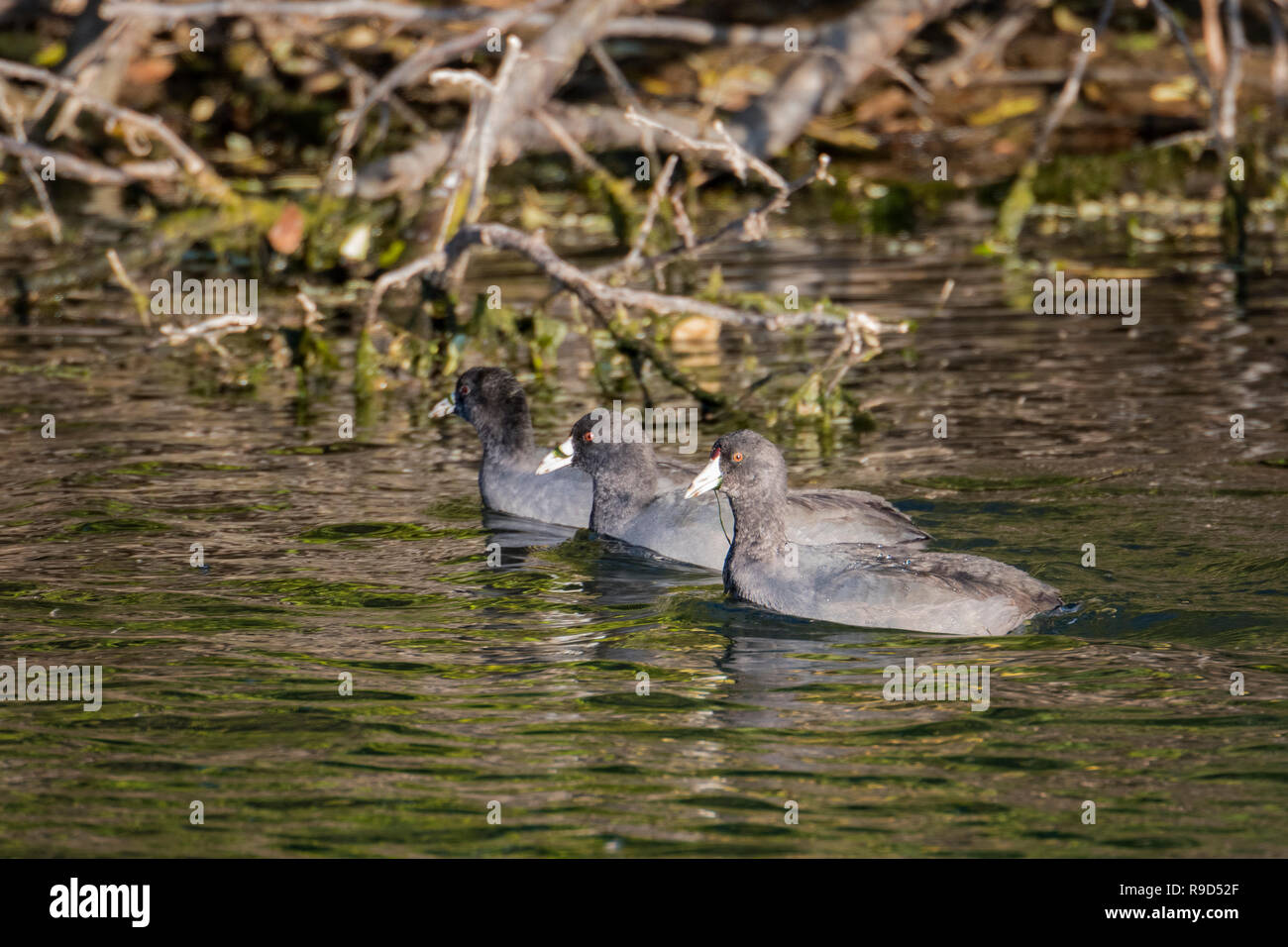 American Coot swimming in waterway Stock Photo - Alamy