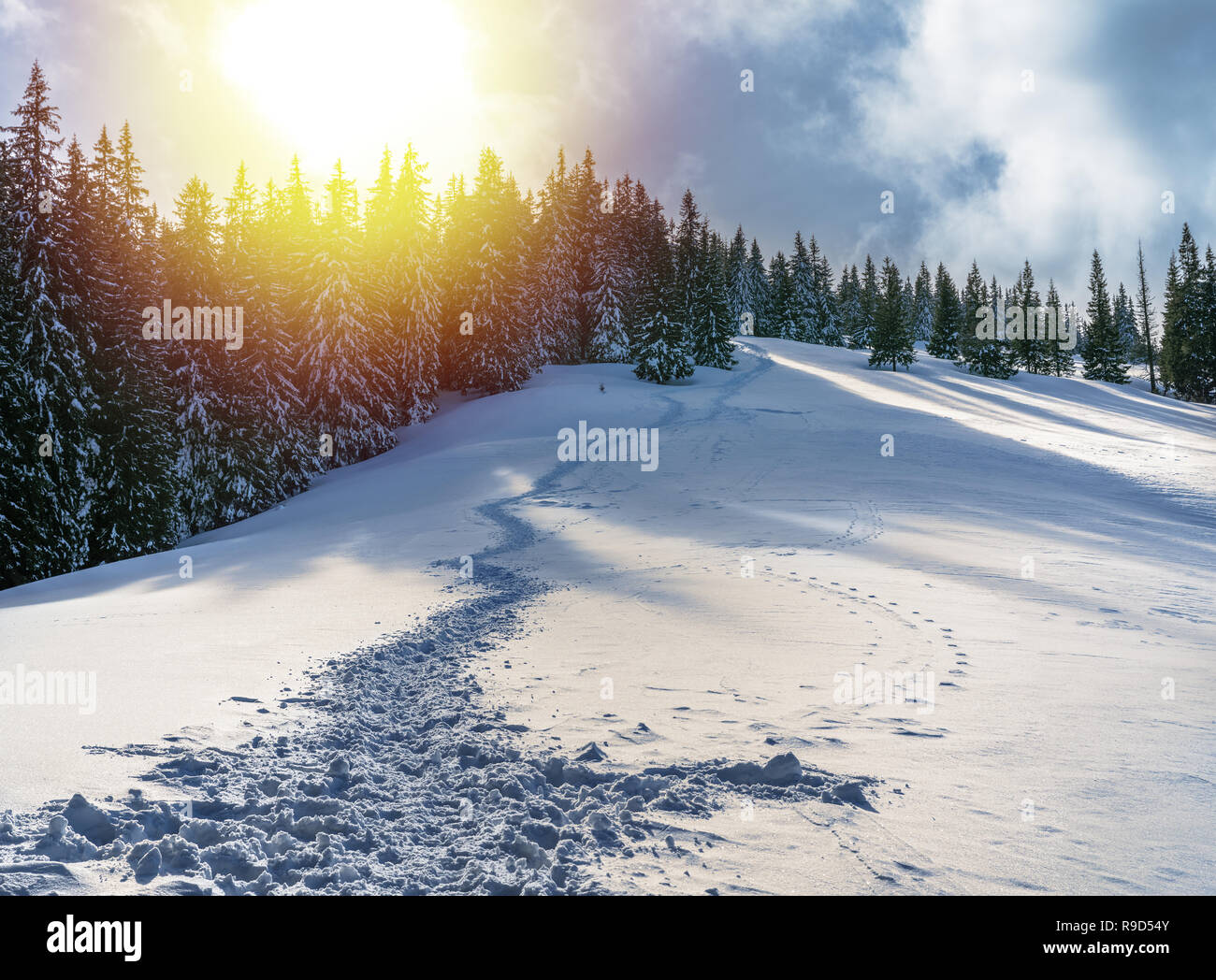 Beautiful winter landscape. Path in the snow going to the green firs at ...