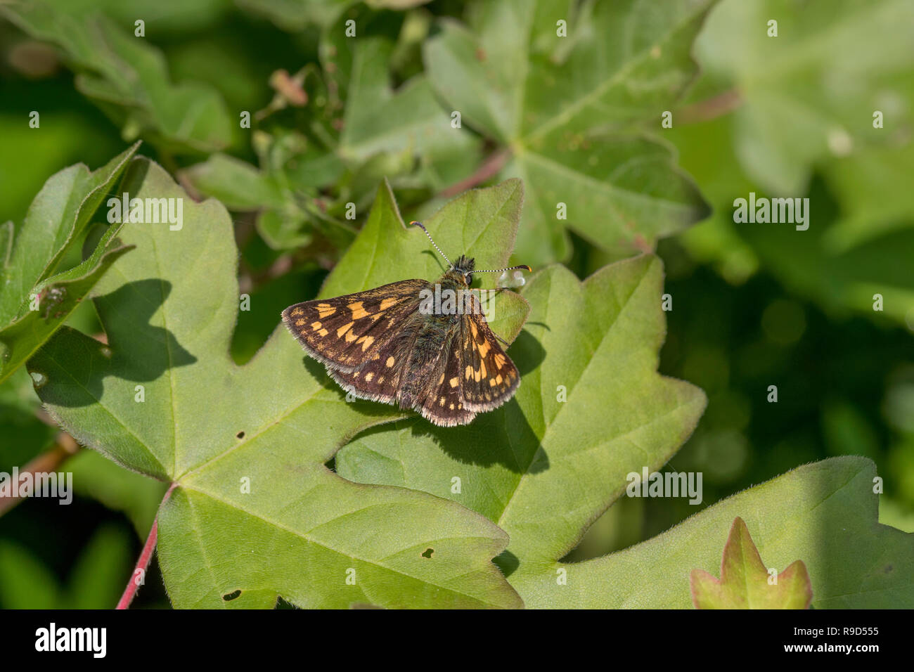 Chequered Skipper Butterfly; Carterocephalus palaemon Hungary Stock ...