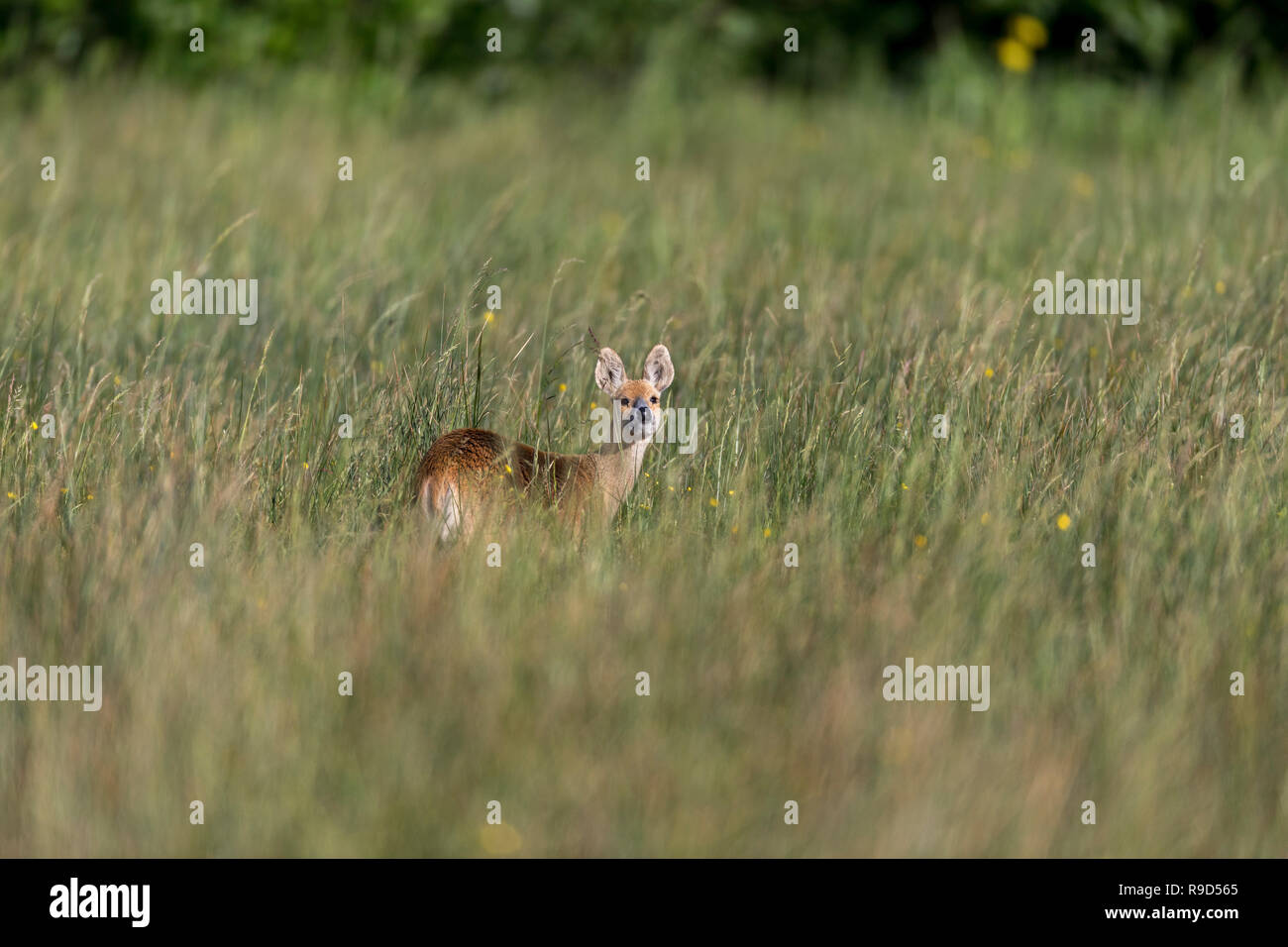 Chinese Water Deer; Hydropotes inermis Norfolk; UK Stock Photo - Alamy