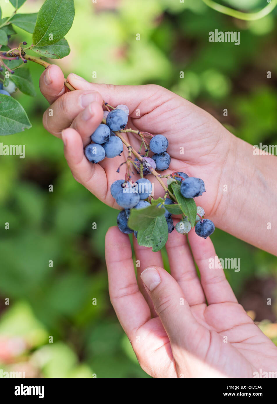 Blueberries picking. Female hand gathering blueberries Stock Photo - Alamy