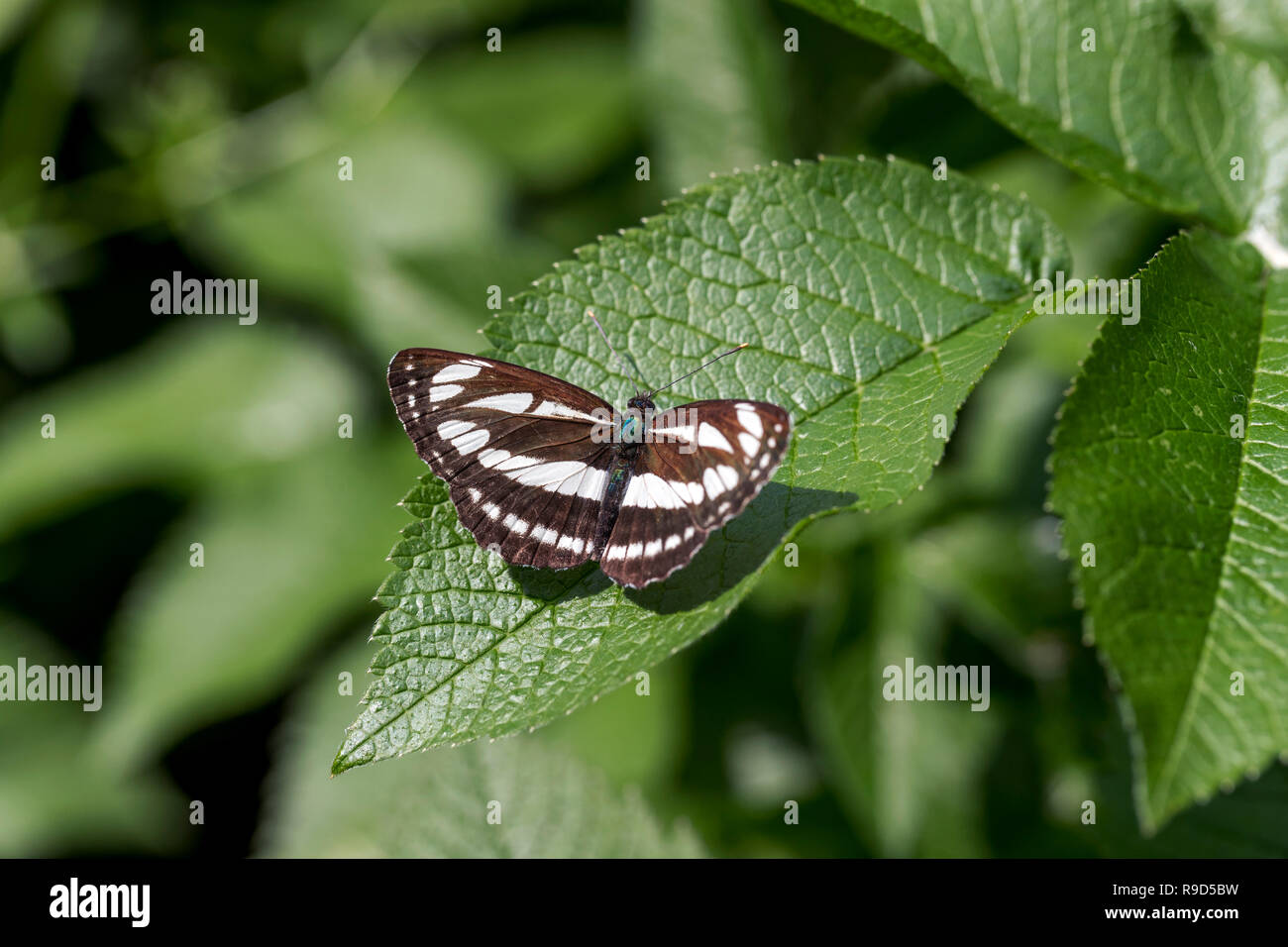 Common glider butterfly hi-res stock photography and images - Alamy
