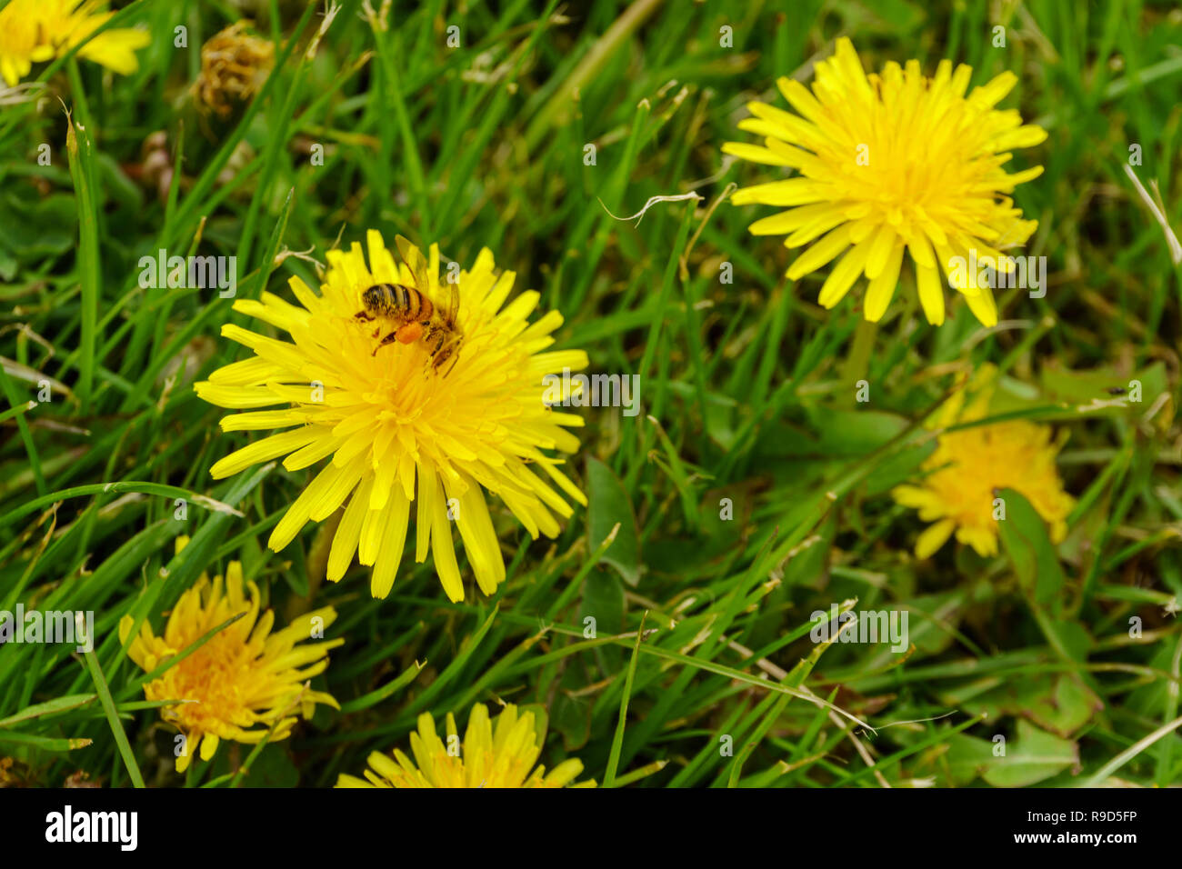Dandelion Bloomed in Patagonia, Argentina Stock Photo - Alamy