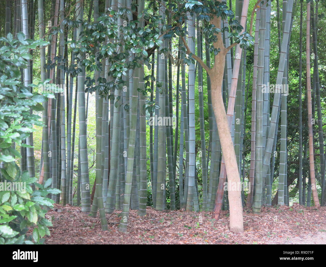 Japan tree planting hi-res stock photography and images - Alamy