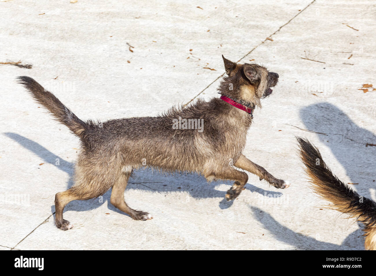 Dog jumping in long grass hi-res stock photography and images - Alamy