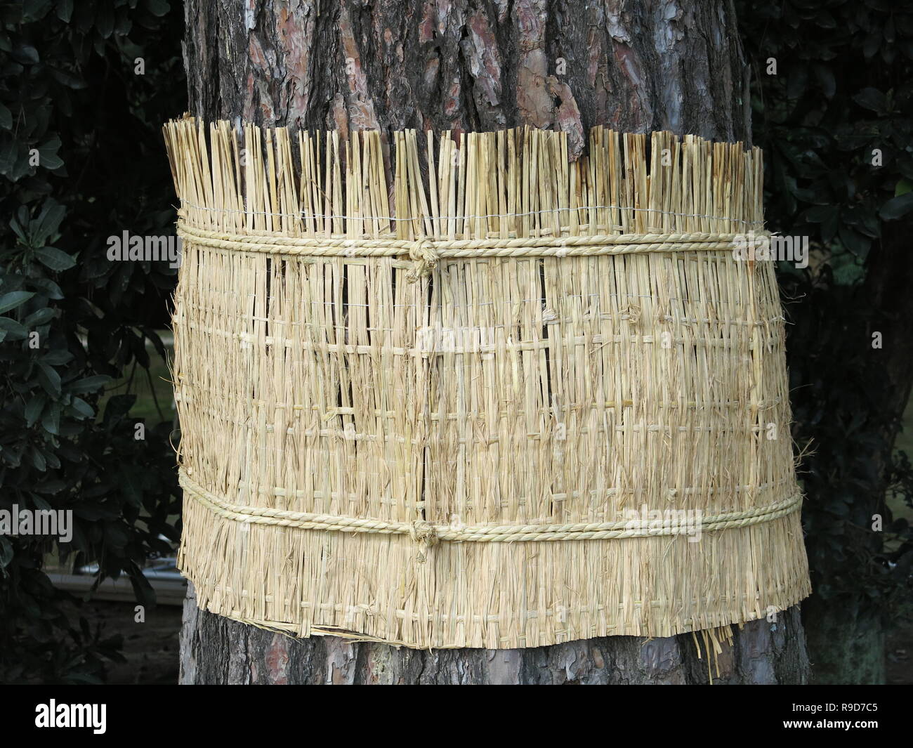 Japanese tree protection hi-res stock photography and images - Alamy