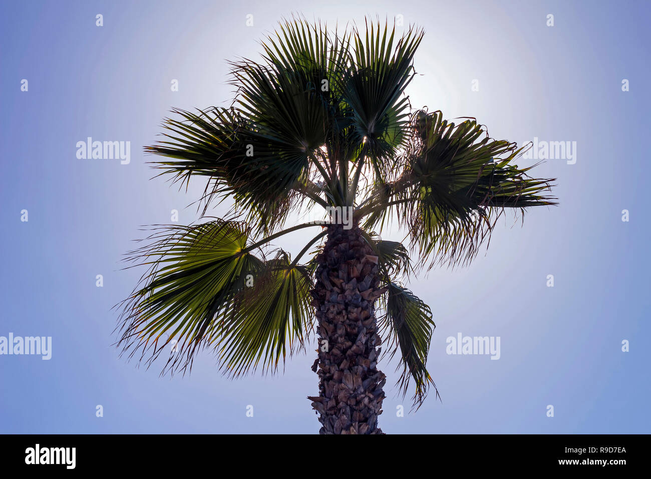 Palm tree and sky, view from below Stock Photo - Alamy