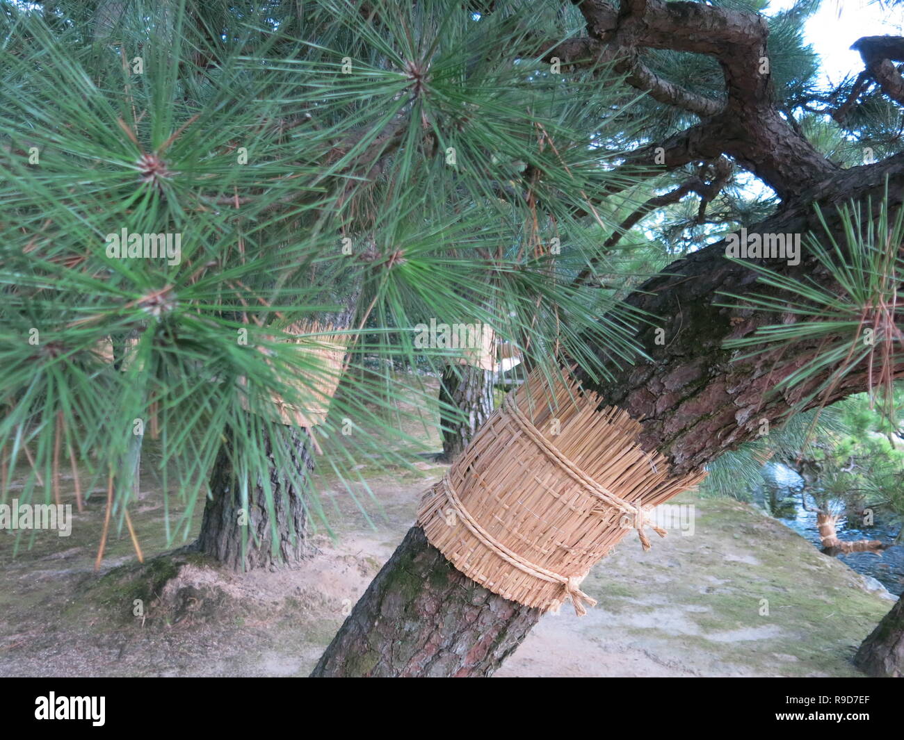 Japanese tree protection hi-res stock photography and images - Alamy