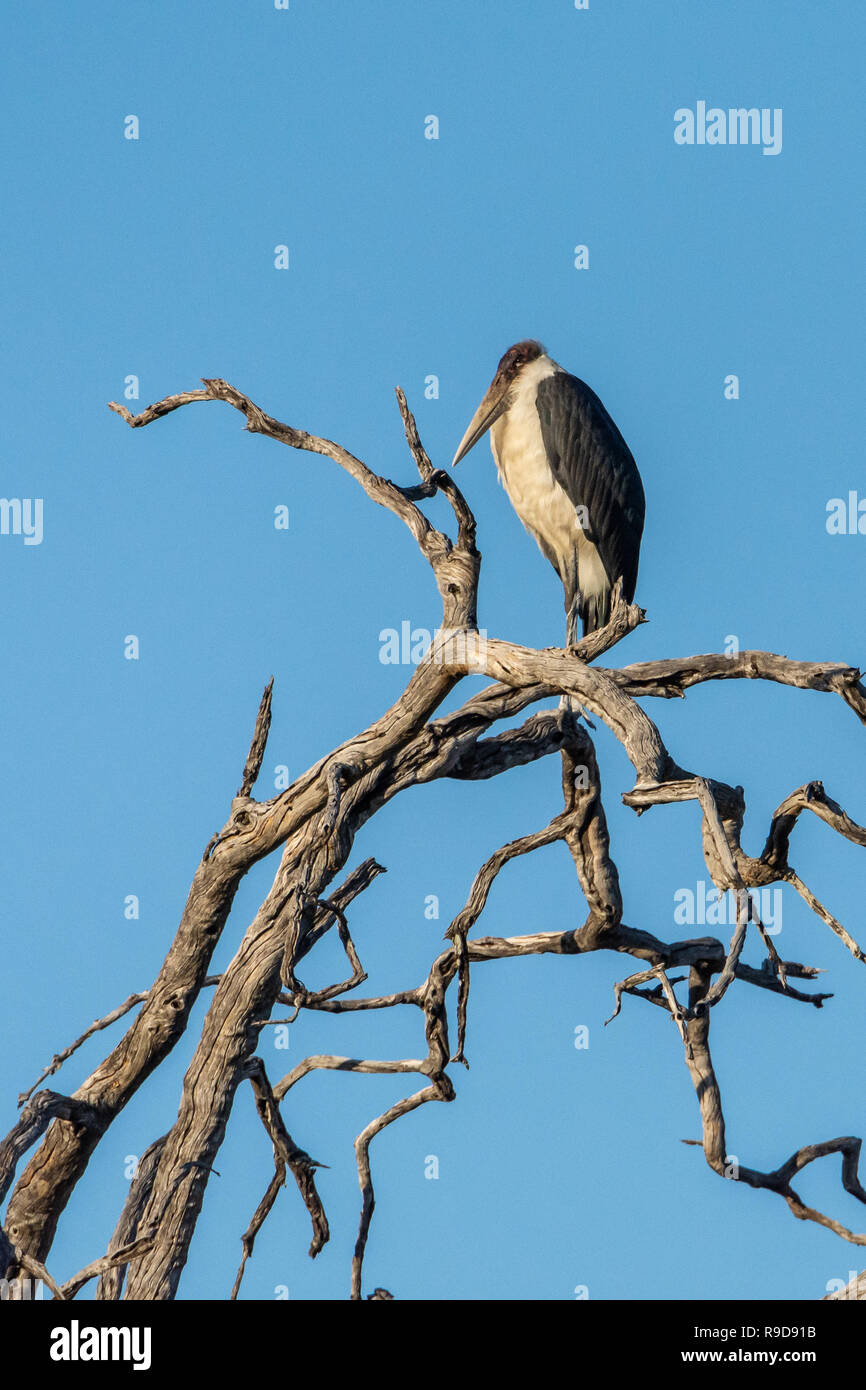 Marabou Stork Side Profile High Resolution Stock Photography and Images ...