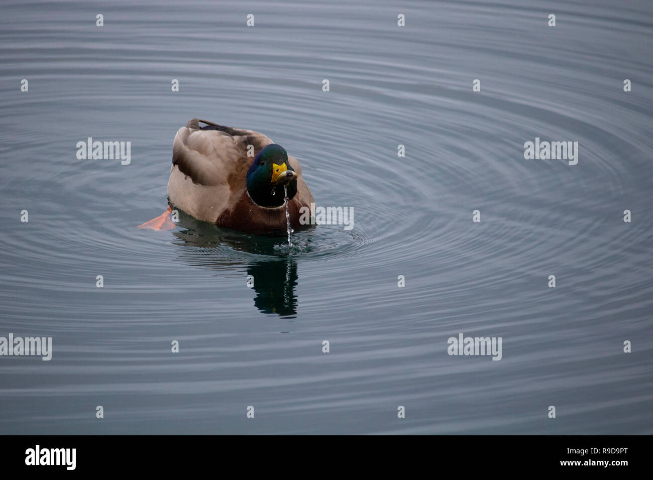 Mullard duck hi-res stock photography and images - Alamy