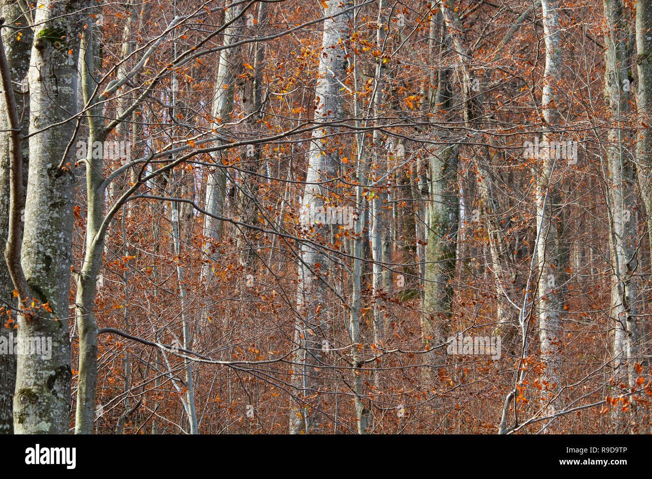 Magical pattern hi-res stock photography and images - Alamy