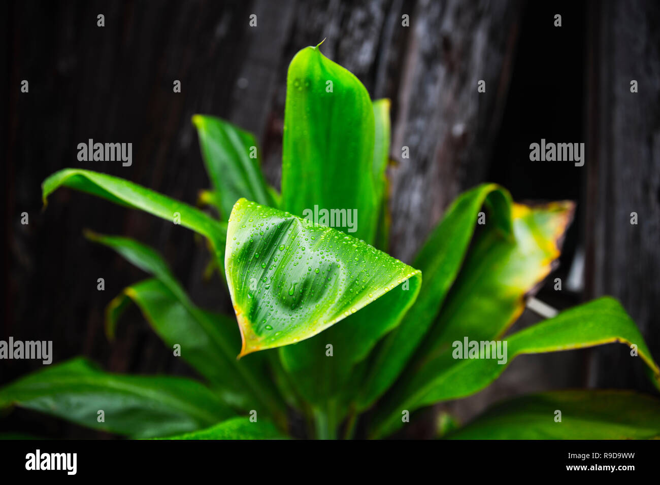 Leaf shallow hi-res stock photography and images - Alamy