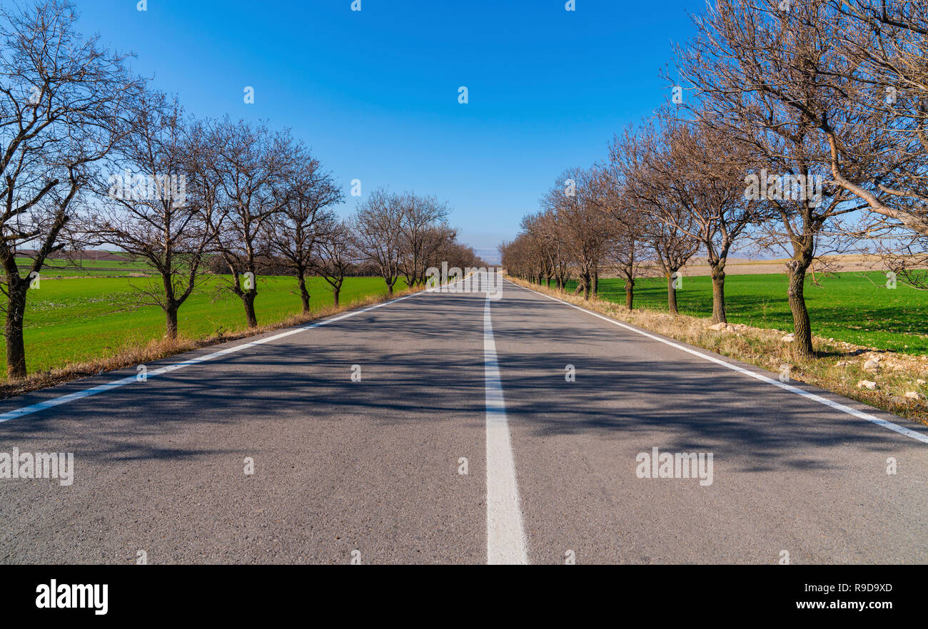 Symmetric asphalt path in between rows of trees and green fields Stock ...