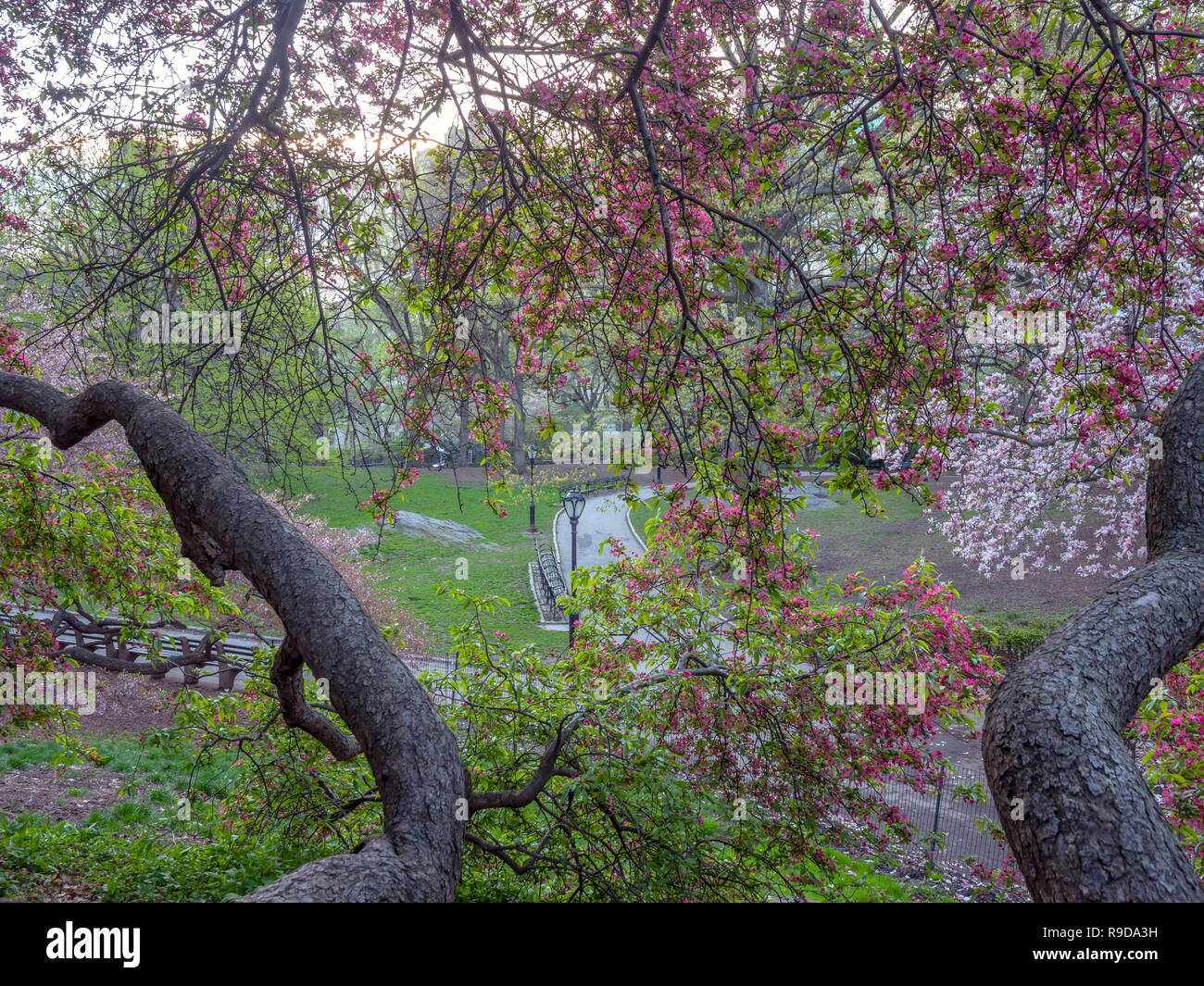 Central Park, Manhattan, New York City in spring Stock Photo - Alamy