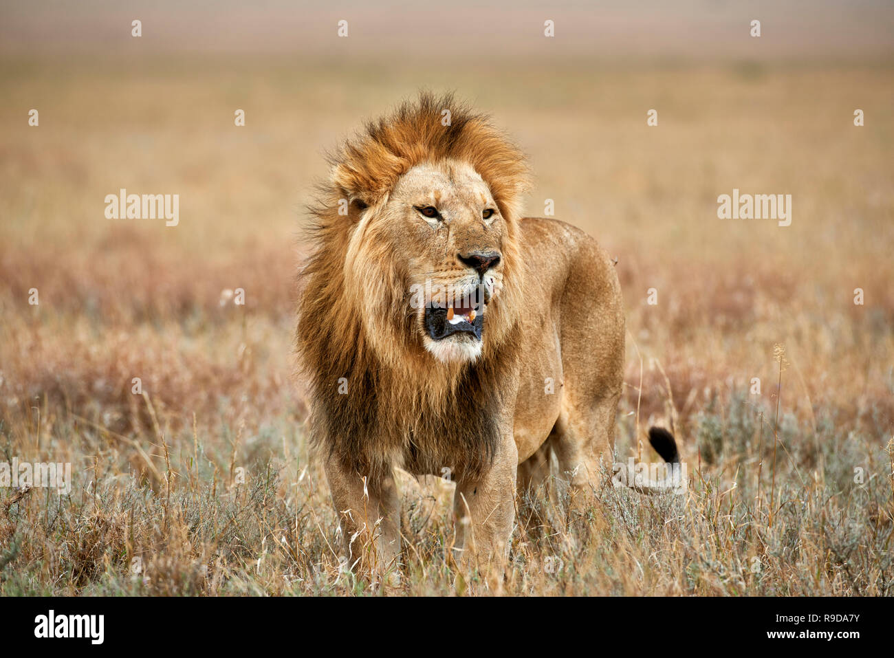 huge male lion walking, Serengeti National Park, UNESCO world heritage ...