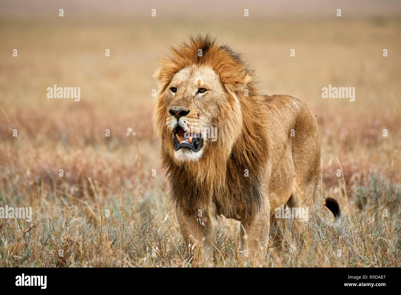 huge male lion walking, Serengeti National Park, UNESCO world heritage ...