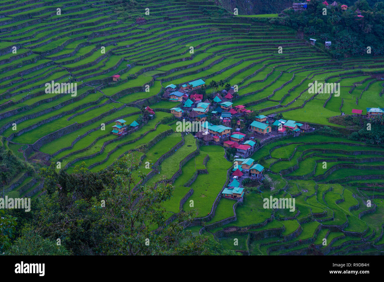 View of rice terraces fields in Banaue, Philippines. The Banaue rice ...