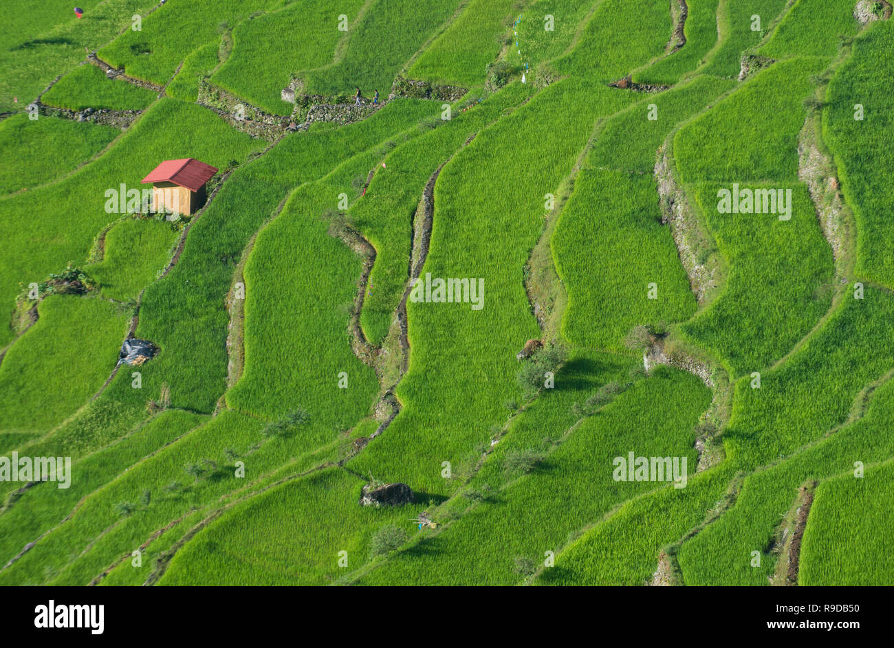 View of rice terraces fields in Banaue, Philippines. The Banaue rice ...