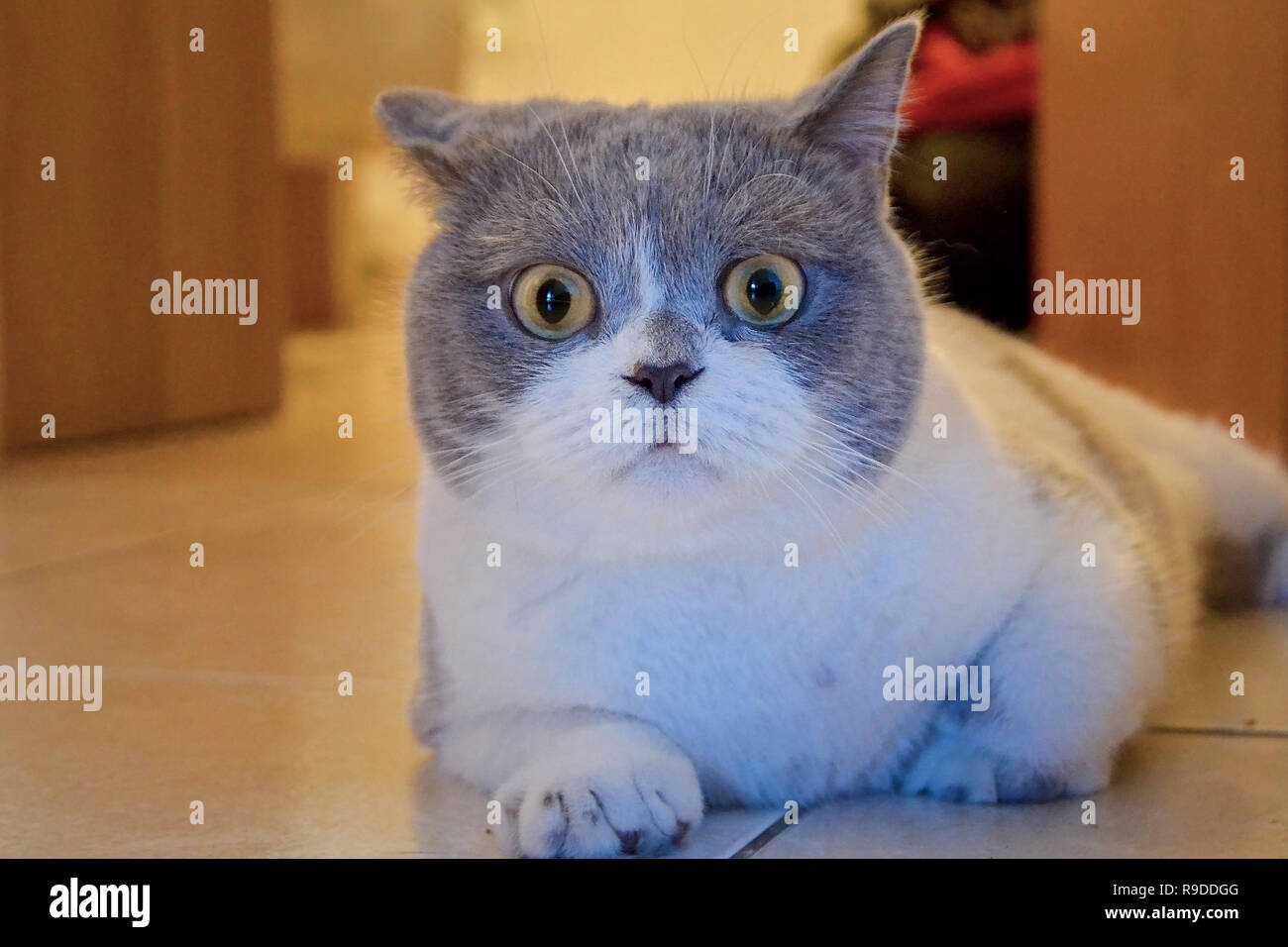 Surprised cat hi-res stock photography and images - Alamy