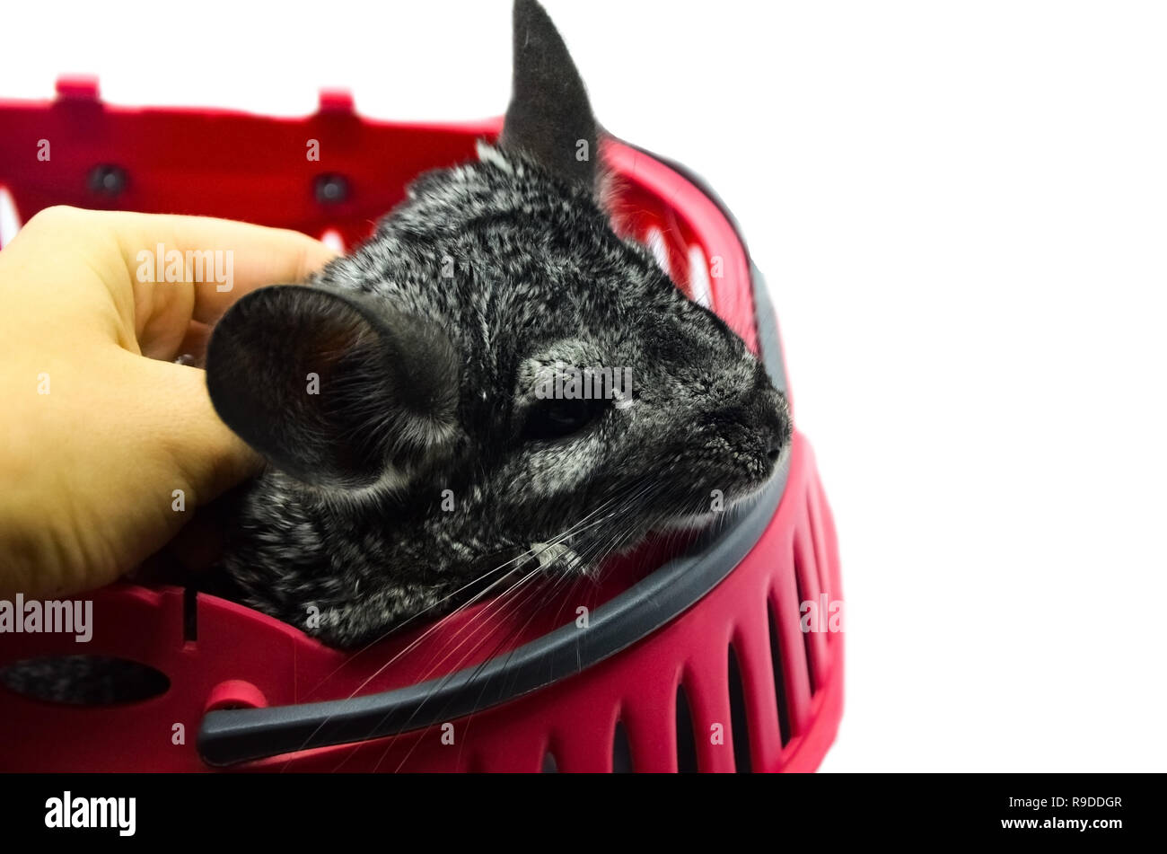 Human ear on mouse hi-res stock photography and images - Alamy