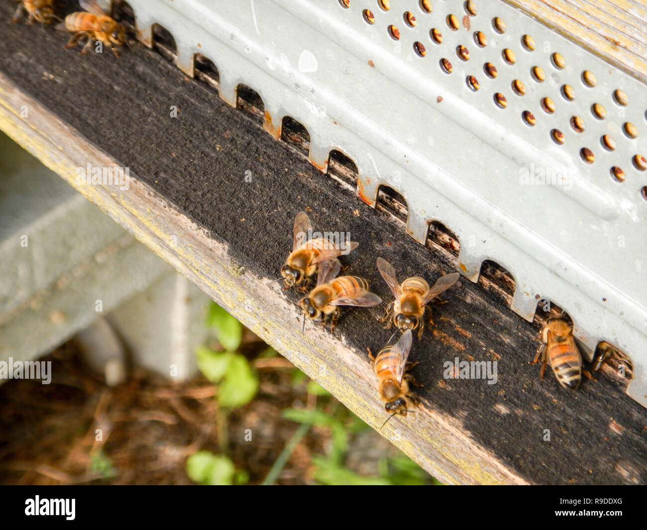 Some bees stop at the entrance to their beehive Stock Photo - Alamy