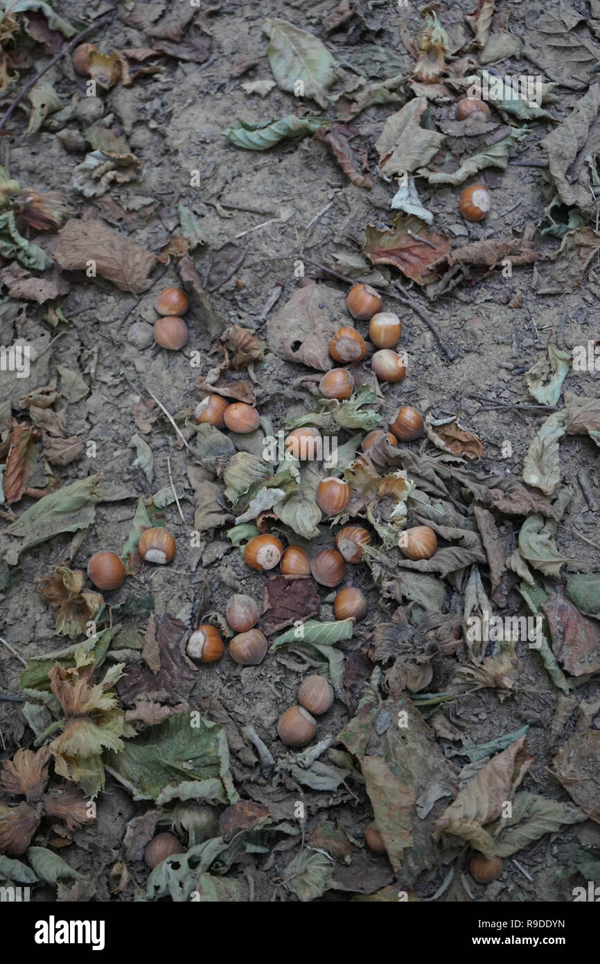 Hazelnuts on the ground ready to be harvested, Cortemilia, Piedmont ...