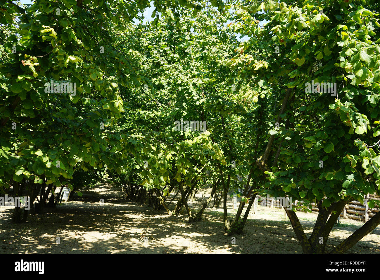 Green hazelnuts in shells hi-res stock photography and images - Alamy