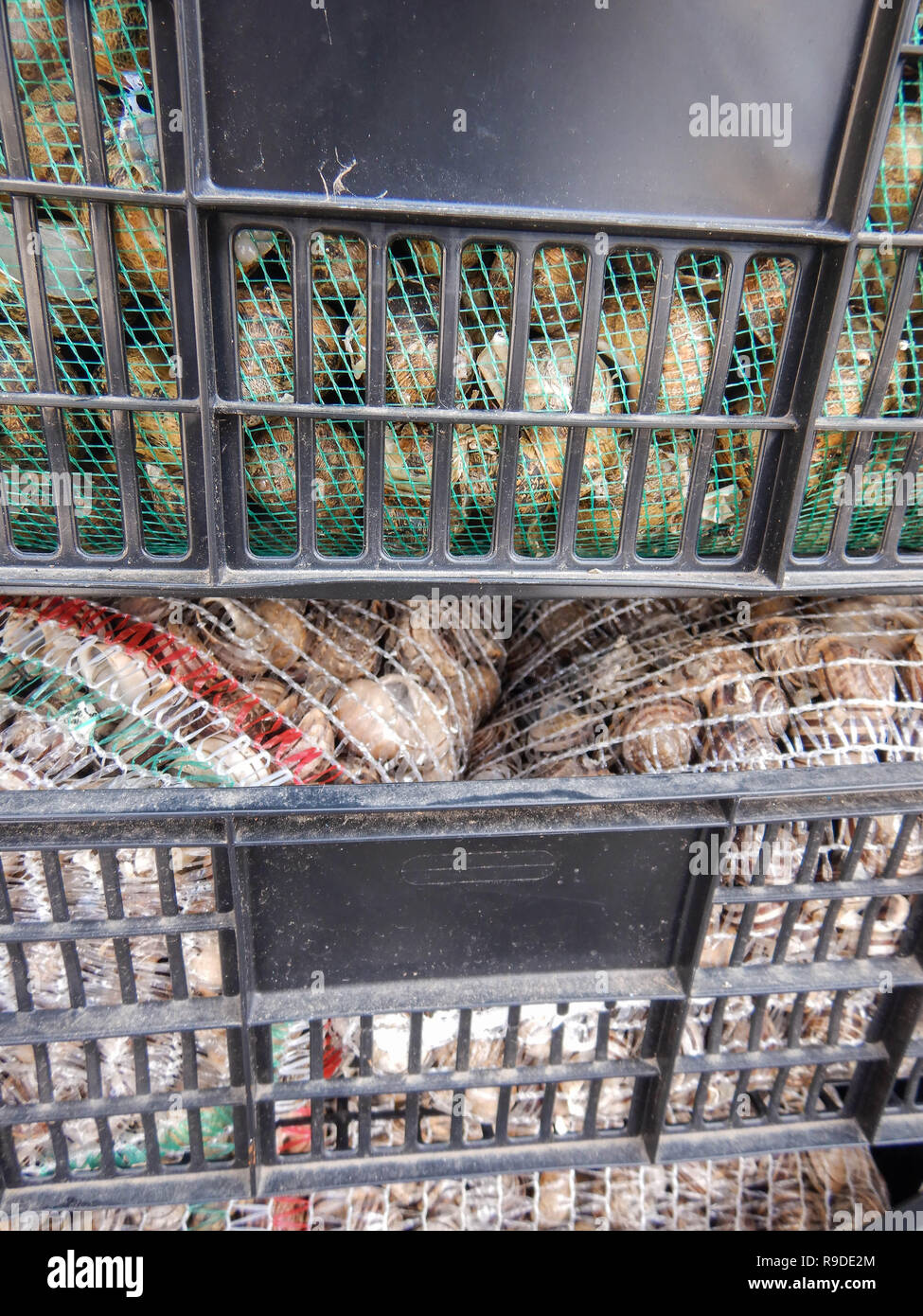 Snails in plastic boxes ready for sale Stock Photo - Alamy