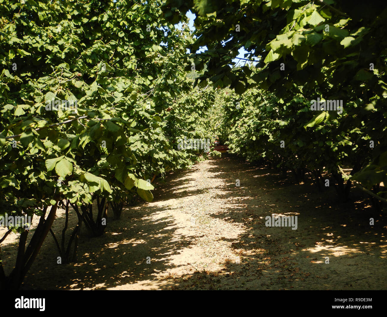 Green hazelnuts in shells hi-res stock photography and images - Alamy