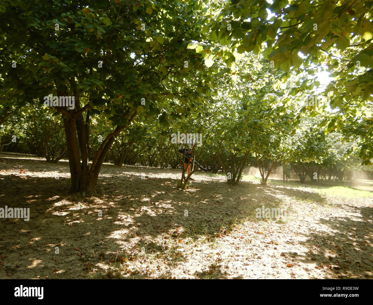 Hazelnuts in Cortemilia, Piedmont, Italy Stock Photo - Alamy