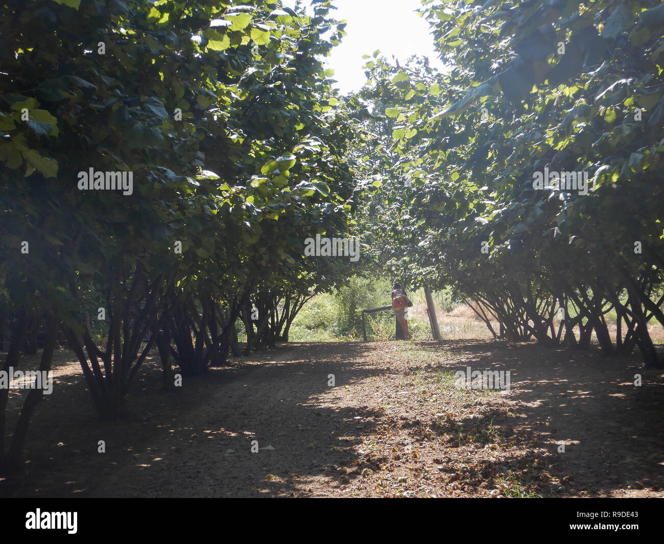 Green hazelnuts in shells hi-res stock photography and images - Alamy