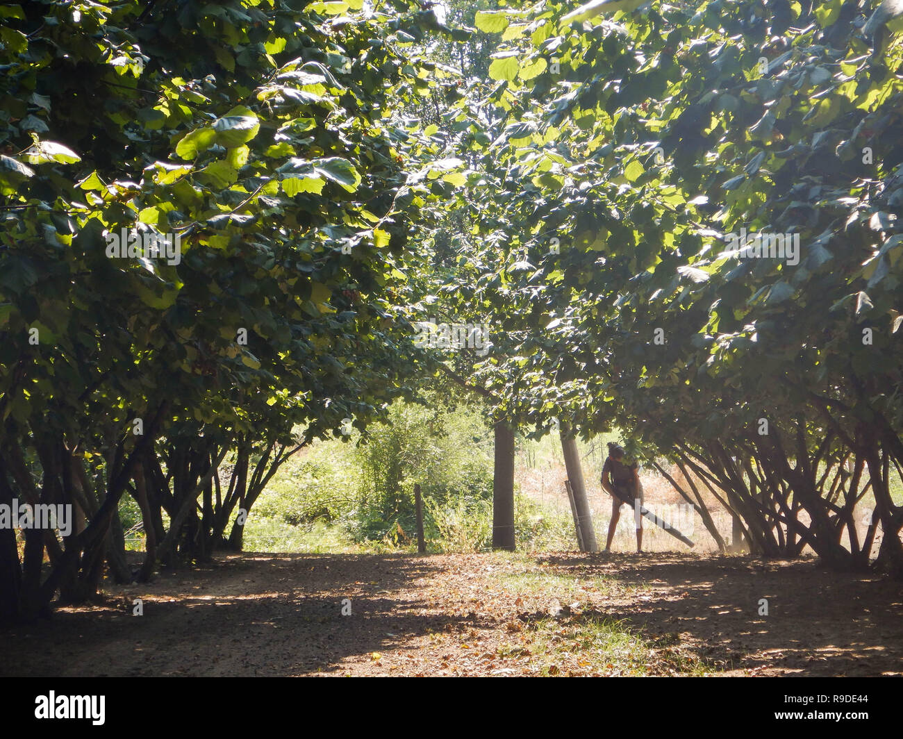 Green hazelnuts in shells hi-res stock photography and images - Alamy