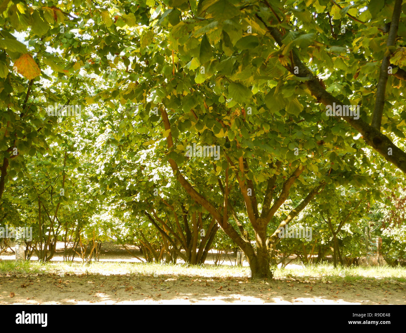 Hazelnuts in Cortemilia, Piedmont, Italy Stock Photo - Alamy